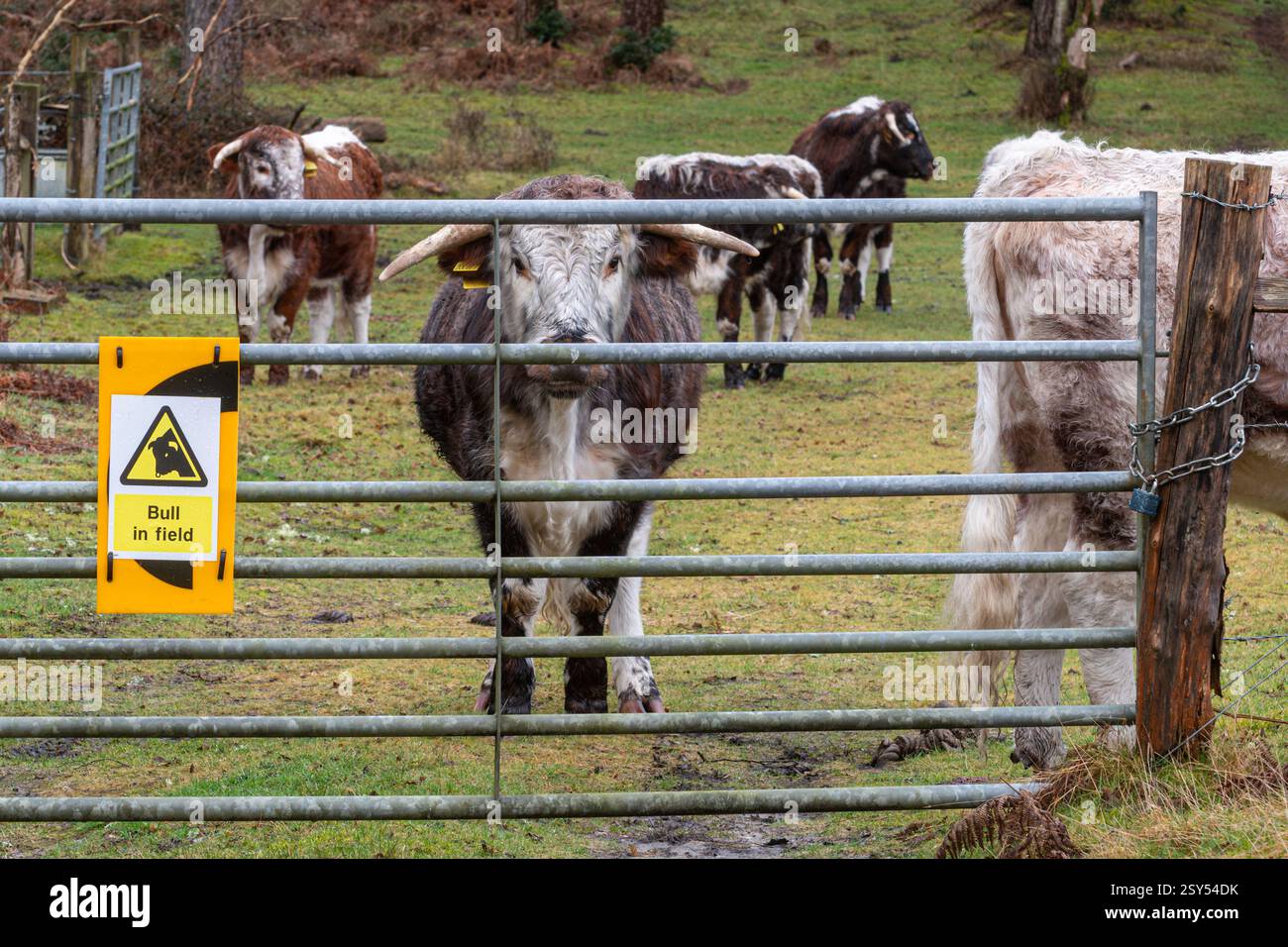English longhorn cattle uk hi-res stock photography and images - Alamy