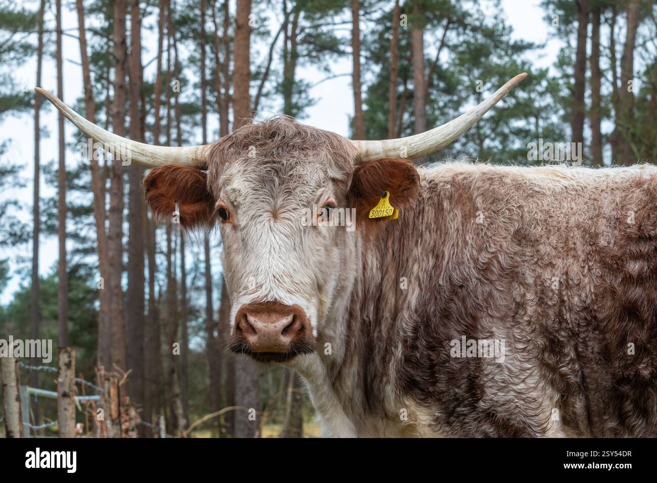 Old English longhorn cattle breed, a single cow with horns looking ...