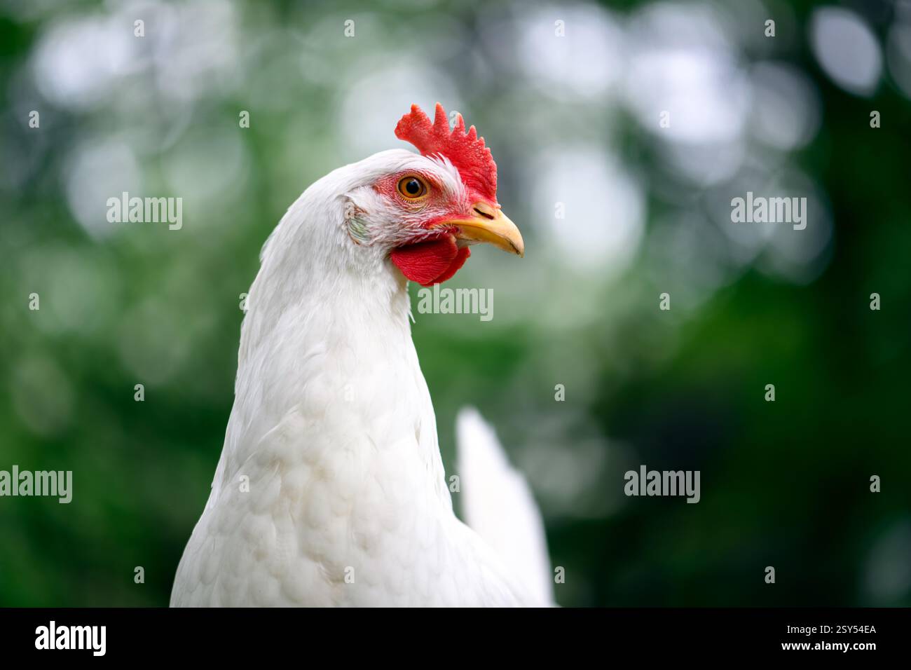 Free range white chicken Leghorn breed feeding on spring meadow Stock ...
