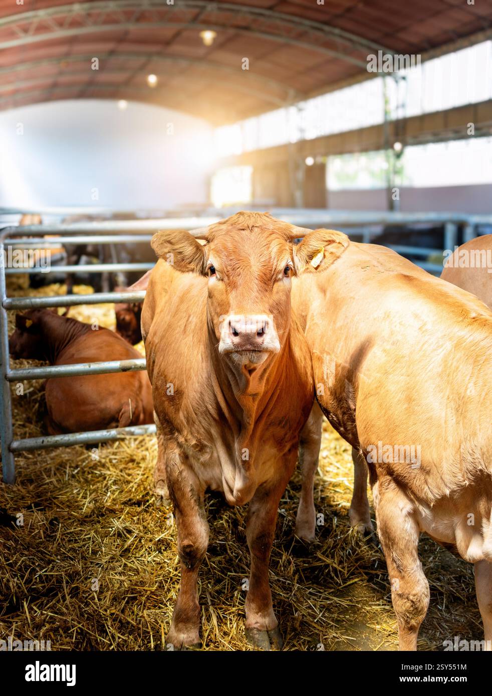 Vertical photo of brown cows in barn of livestock farm. Beef cattle ...