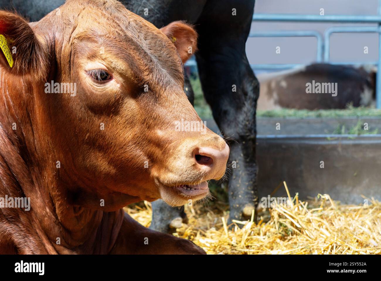 Closeup portrait of brown young bull on livestock farm. Cattle Farming ...