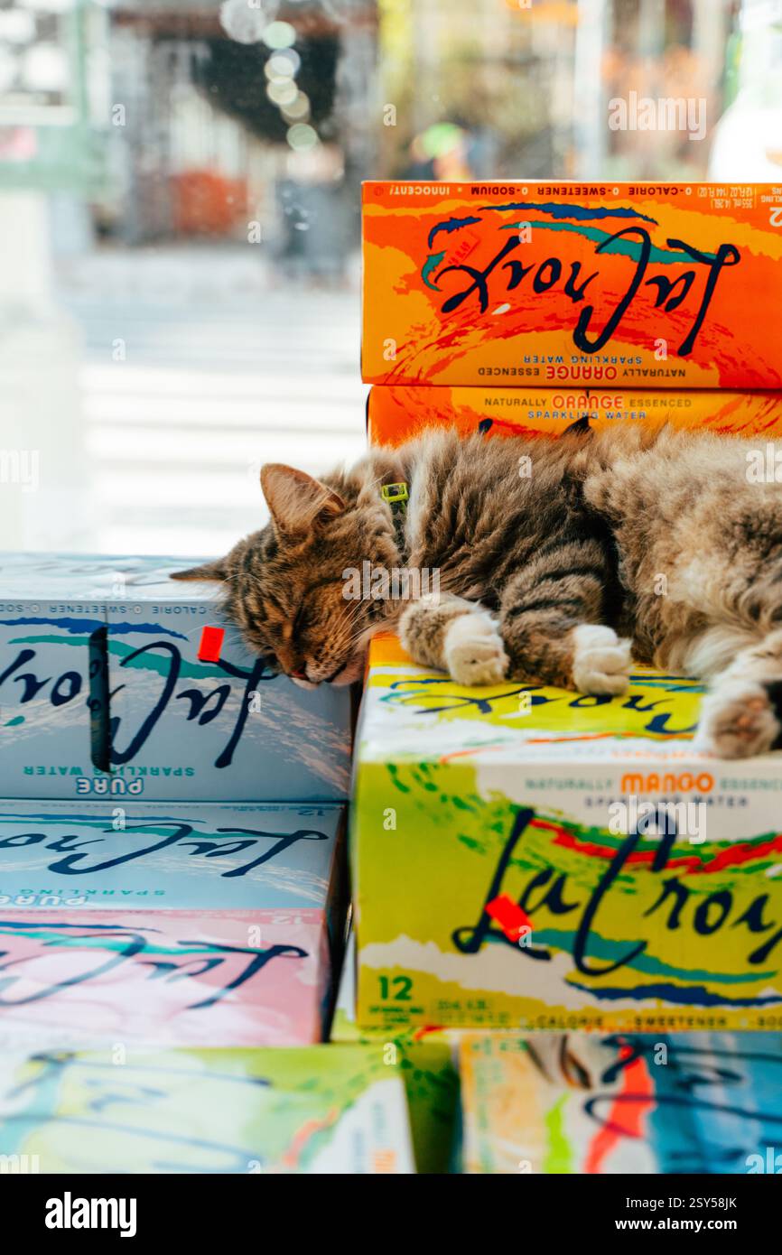 A playful tabby cat enjoys a nap on vibrant boxes in a busy grocery ...