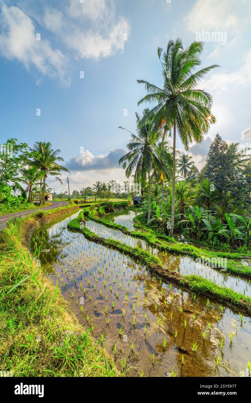 Awesome view of scenic rice terraces in Bali, Indonesia Stock Photo - Alamy