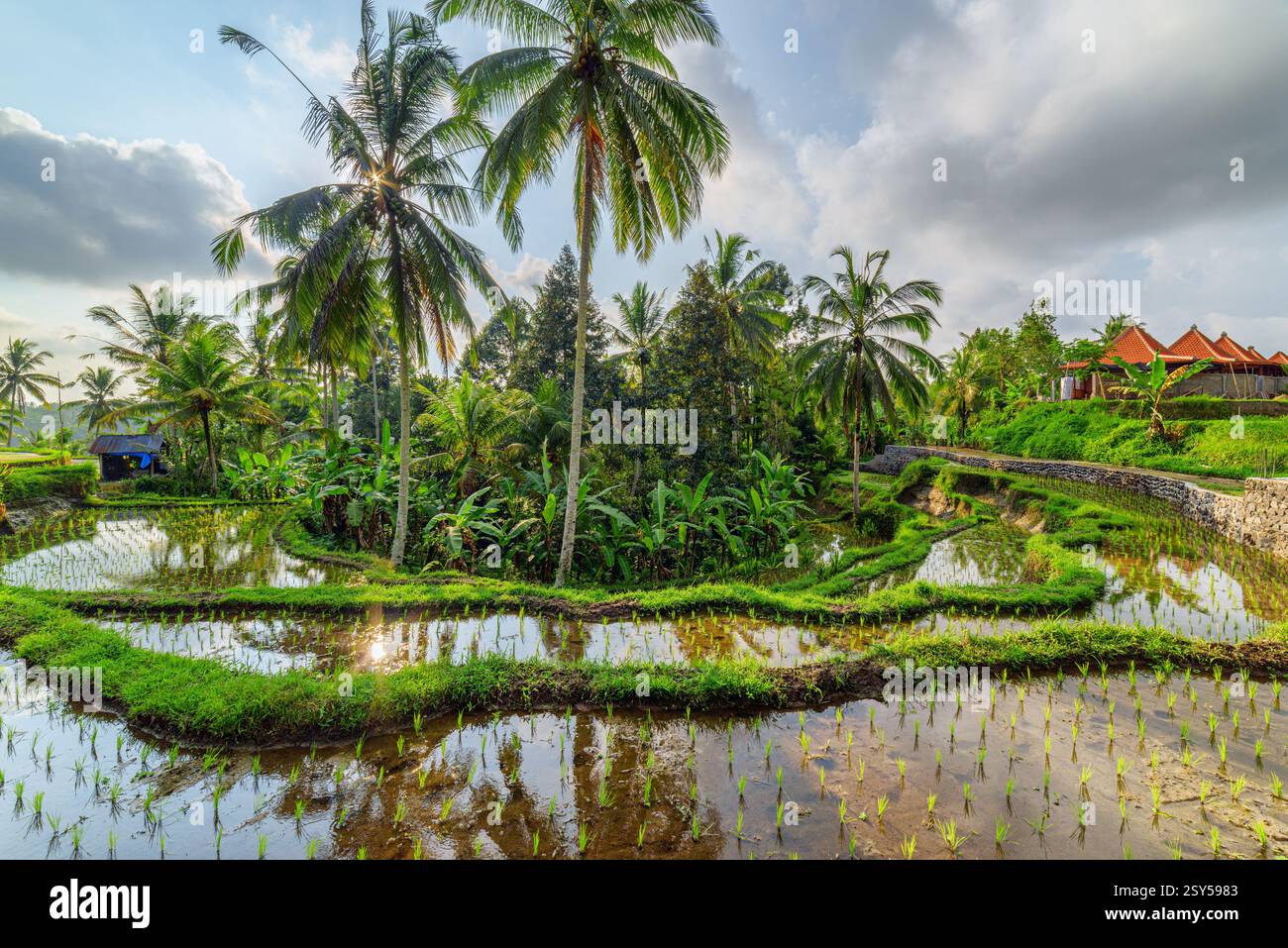 Awesome view of scenic rice terraces in Bali, Indonesia Stock Photo - Alamy