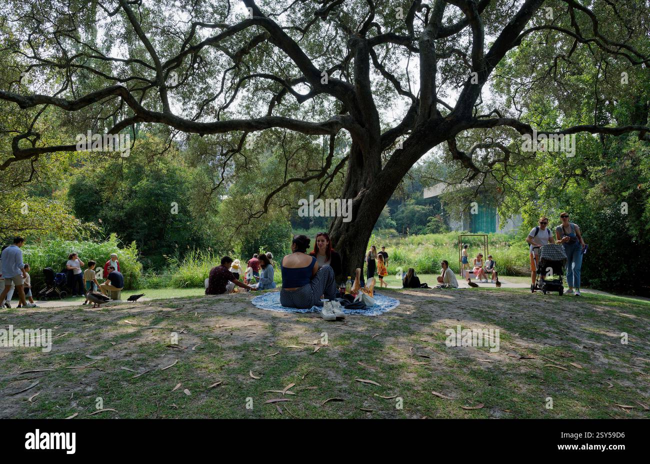 People gather under the shade of a sprawling tree in the tranquil ...