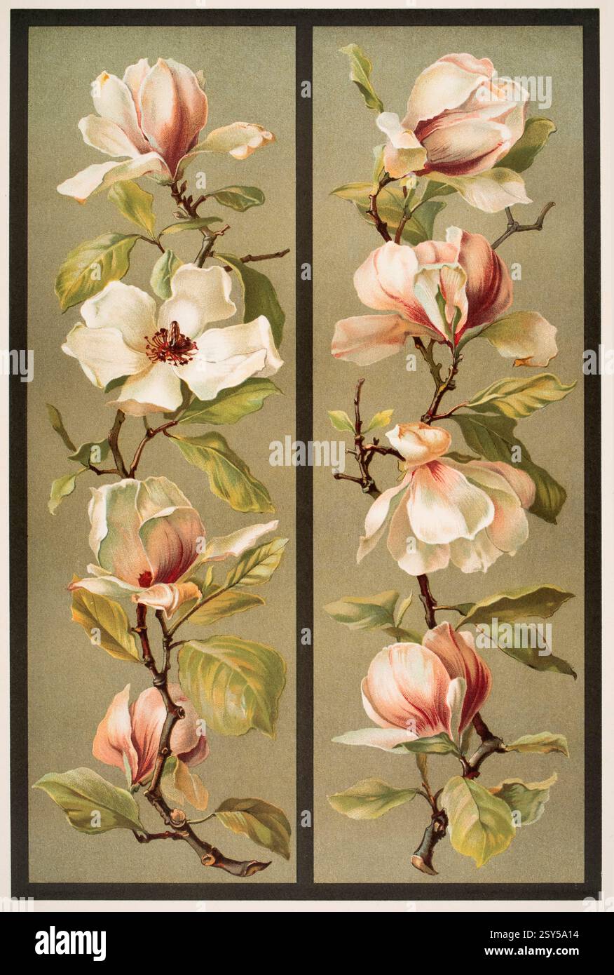 Magnolien Friese (Magnolia flower frieze) colour halftone of ...