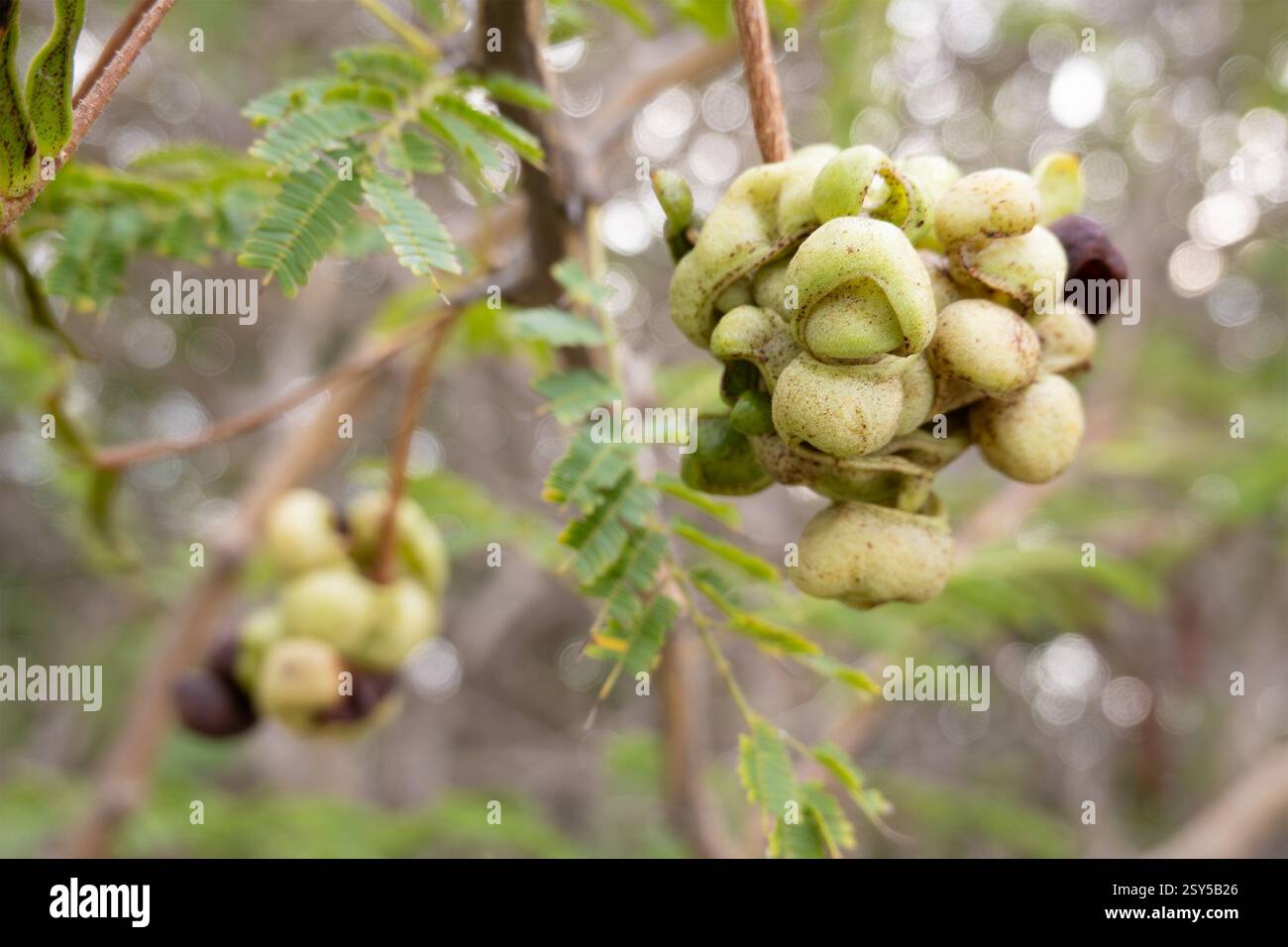 Sicklebush (dichrostachys cinerea) green round pods on tree in Cuba ...