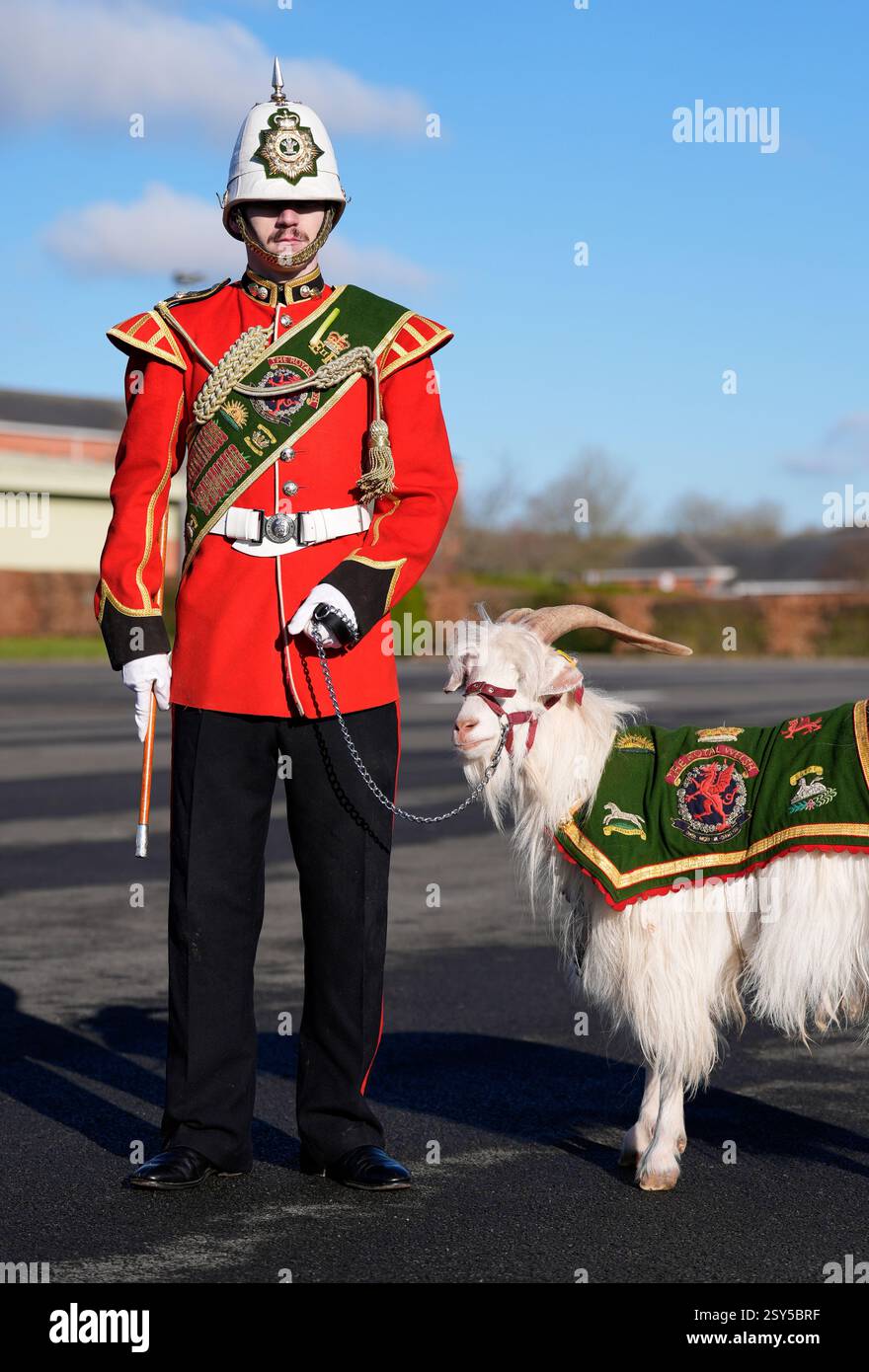 Fusilier Llewelyn II, the Regimental Goat for the 1st Battalion, The ...