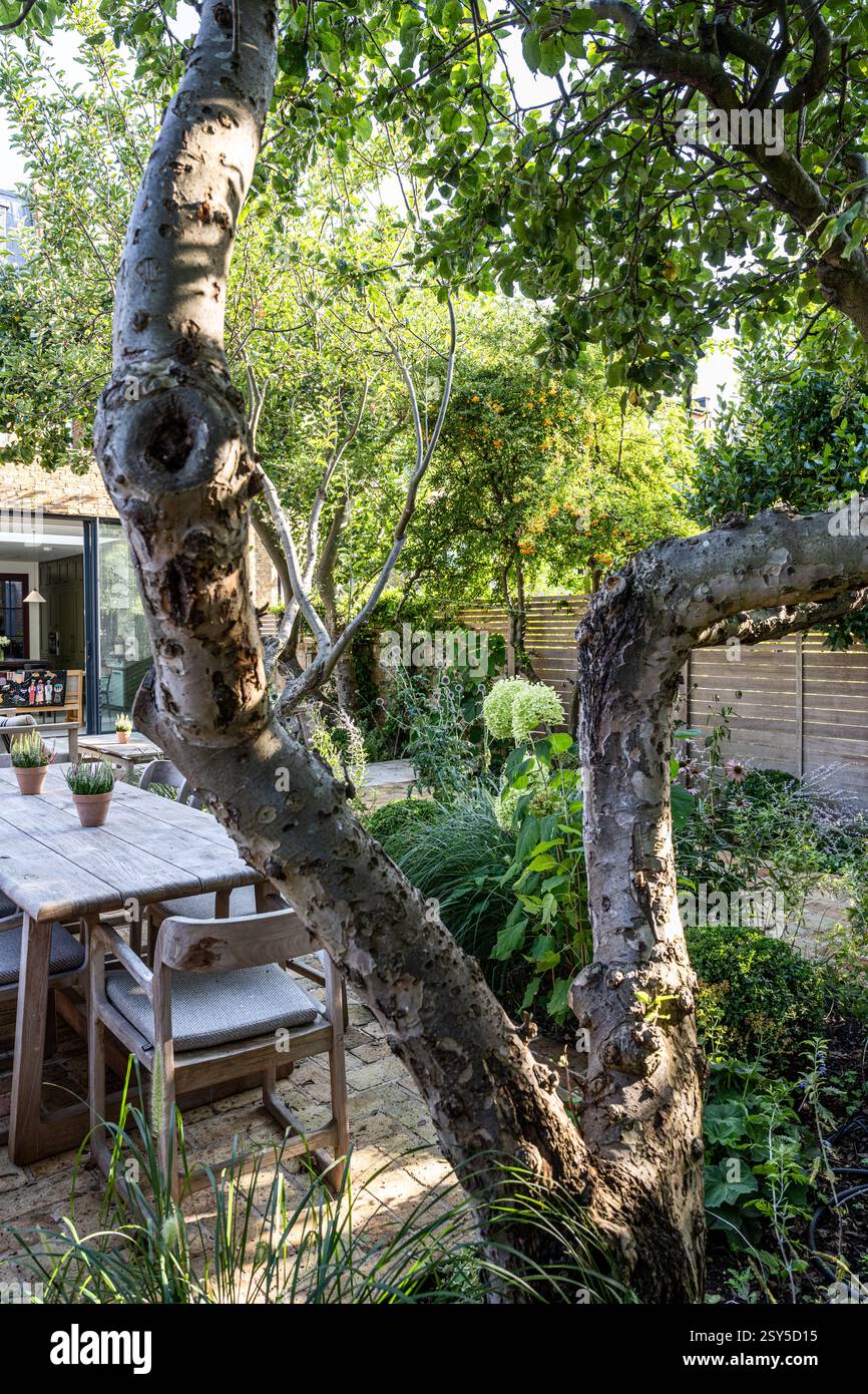 View through gnarled tree trunk with garden seating for low maintenance ...