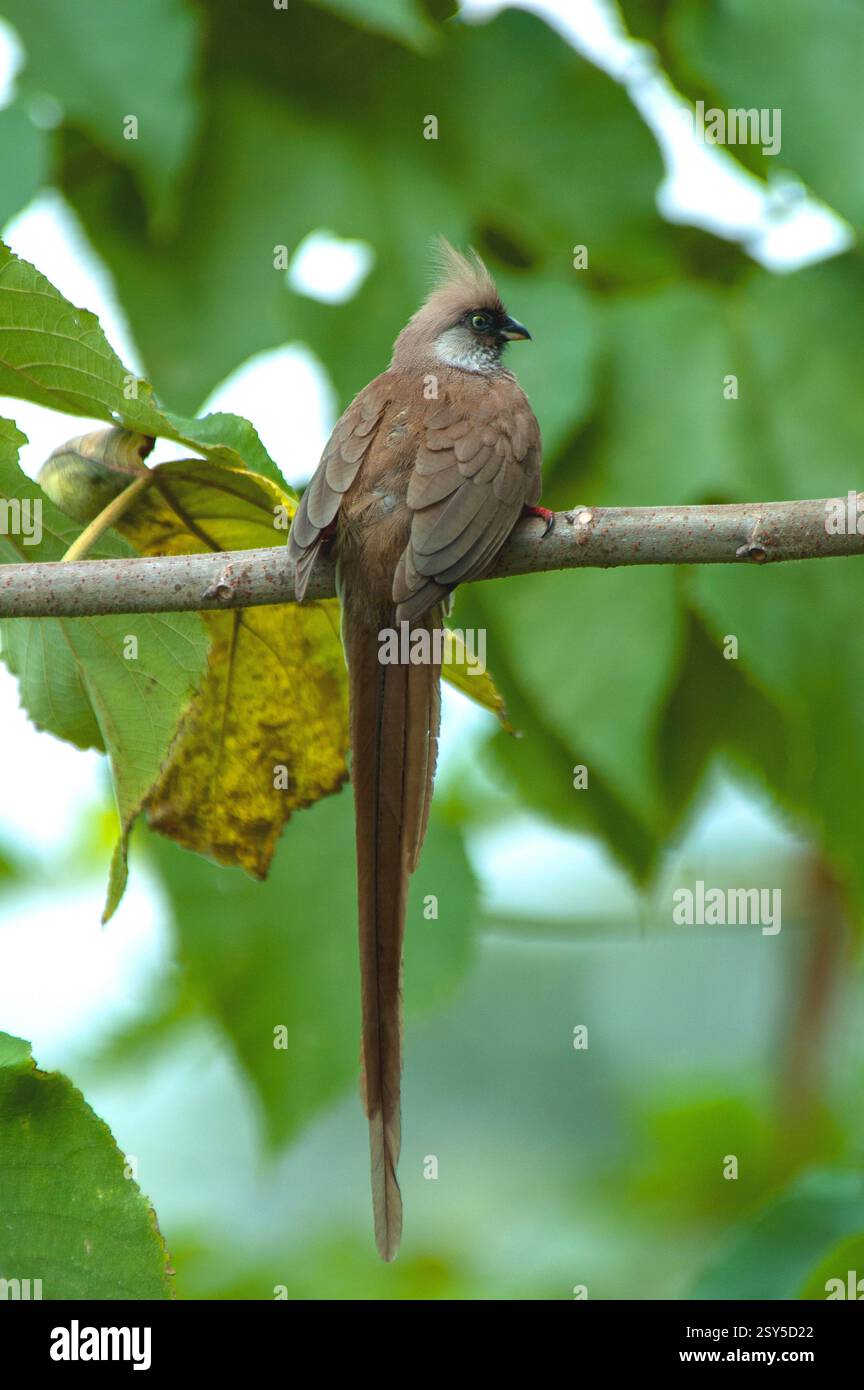 Red-backed mousebird, Chestnut-backed mousebird (Colius castanotus ...