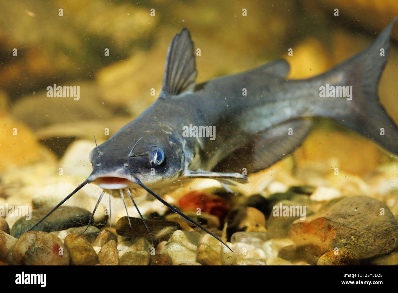 channel catfish (Ictalurus punctatus), with long baleens Stock Photo ...