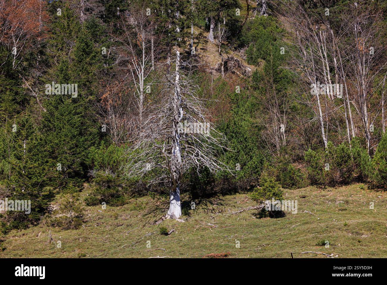Norway spruce (Picea abies), dead spruce, climate change, Germany, Bavaria, Chiemgau Stock Photo ...