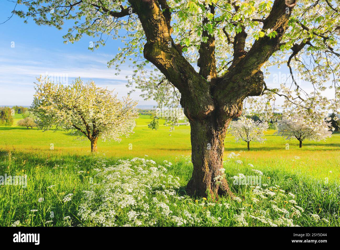 apple tree (Malus domestica), Free-standing apple trees in full bloom ...