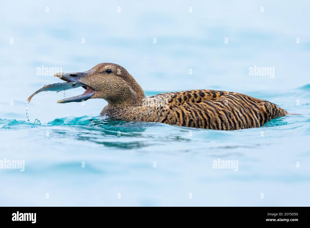 Common eider, St. Cuthbert's duck, Cuddy's duck (Somateria mollissima ...