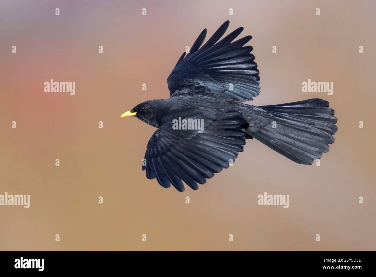 alpine chough (Pyrrhocorax graculus), adult in flight seen from above ...