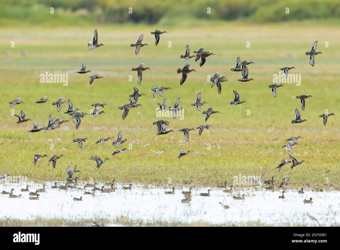 baikal teal (Anas formosa, Nettion formosum, Sibirionetta formosa ...