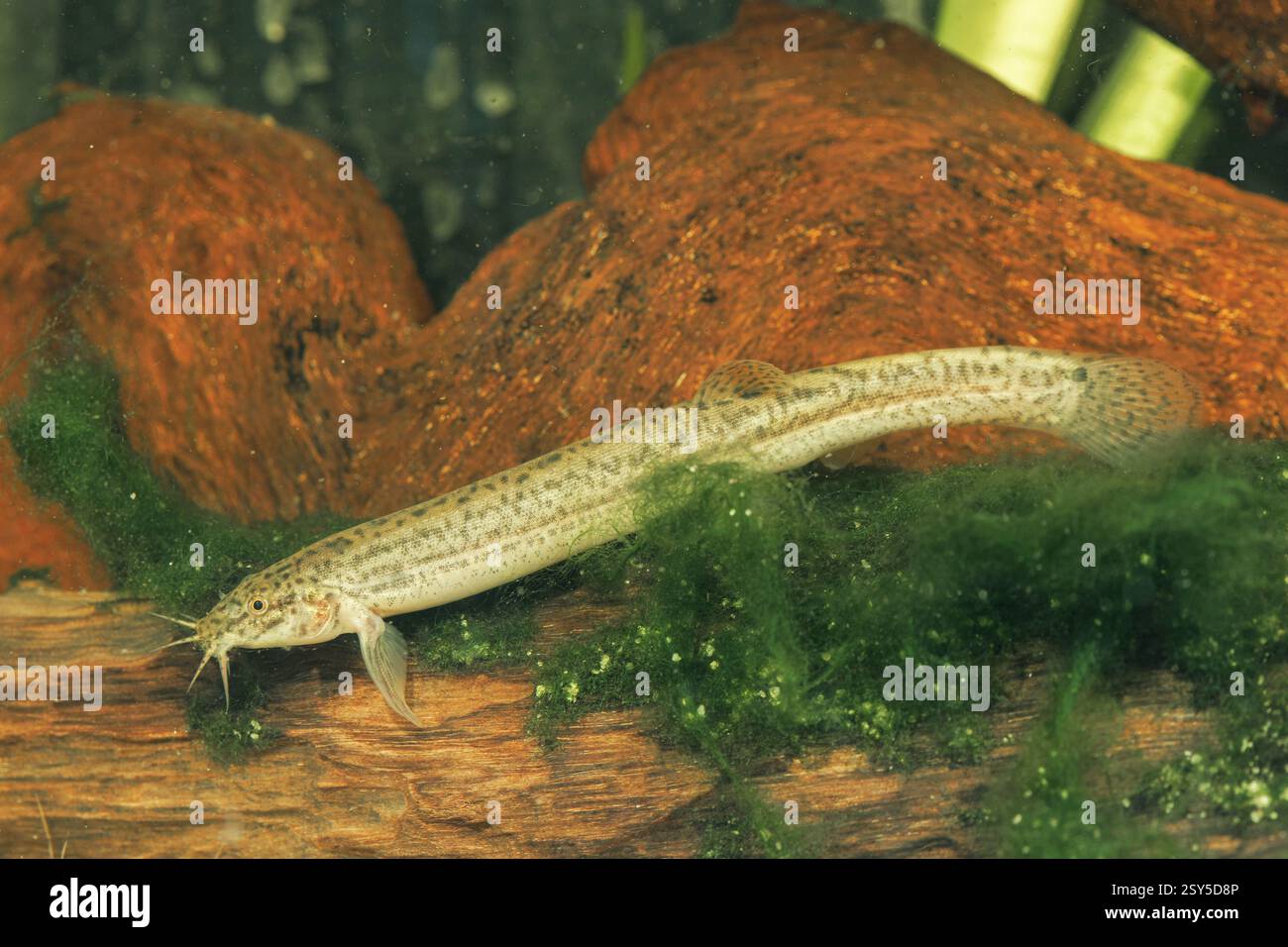 Japanese weatherfish, pond loach, Dojo loach, oriental weatherloach ...