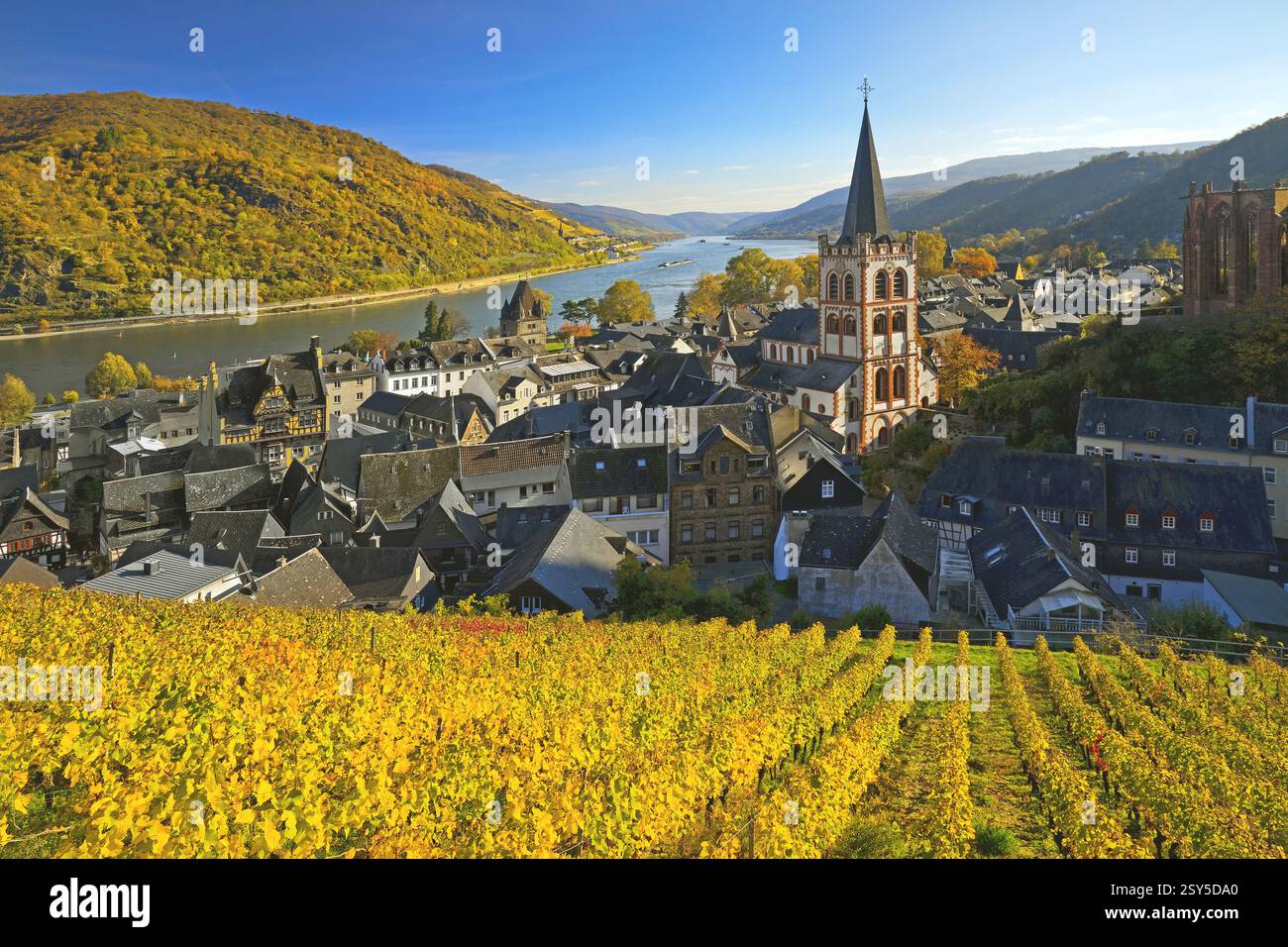 Autumn view of Bacharach on the Rhine with St. Peter's Church, UNESCO ...