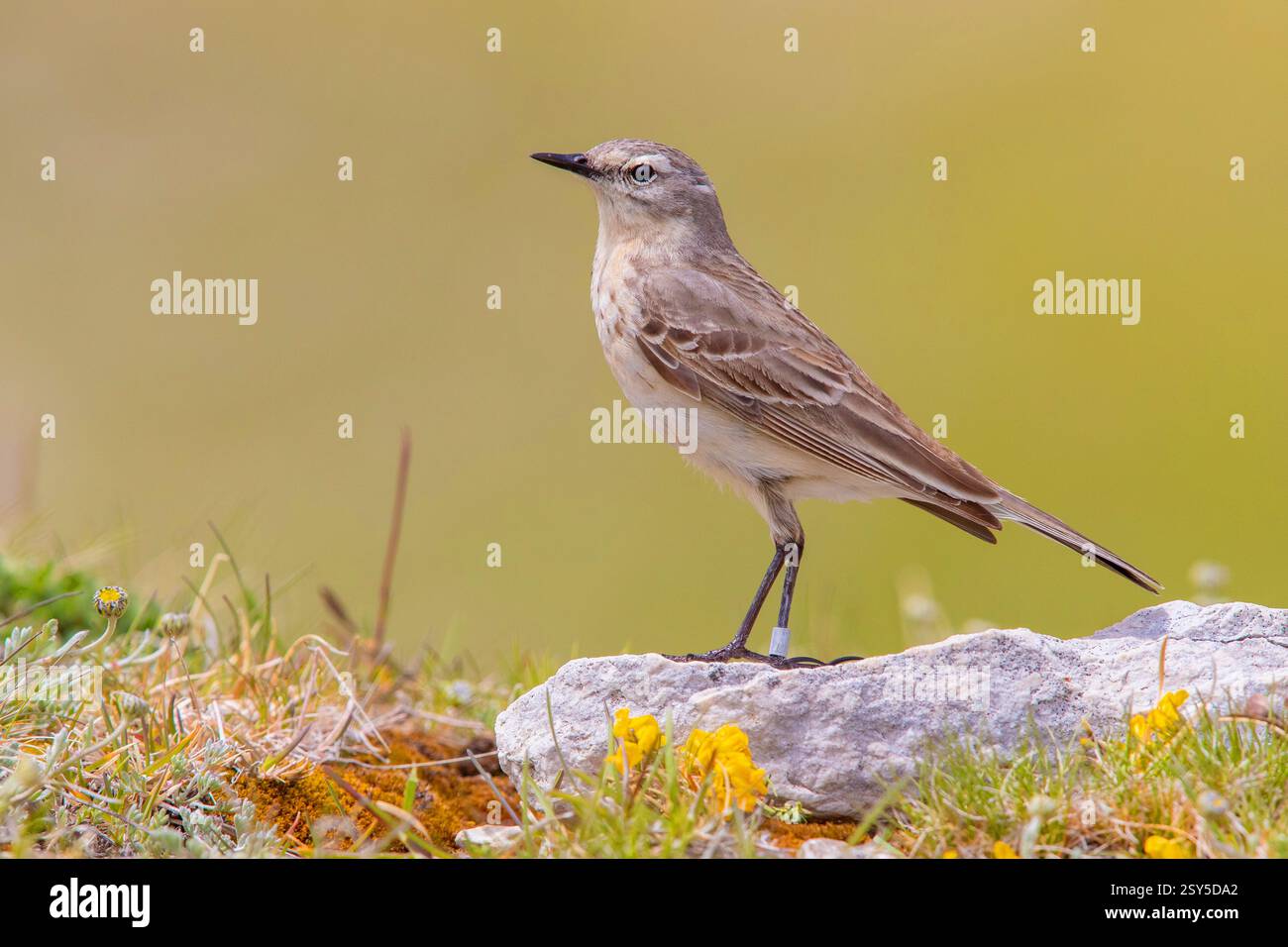 Alpine pipit, Mountain pipit, Rock pipit, Water pipit (Anthus ...