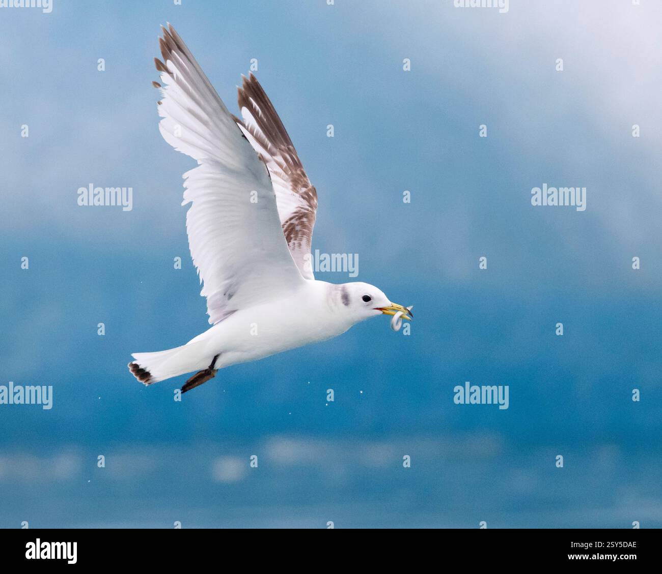 black-legged kittiwake (Rissa tridactyla, Larus tridactyla), juvenile ...