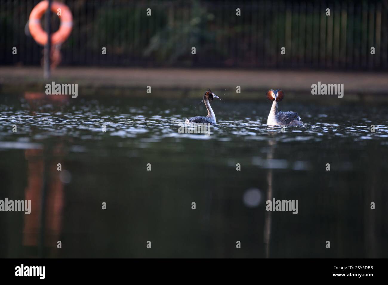 27th February 2025, London, UK. Great Crested Grebes perform their ...
