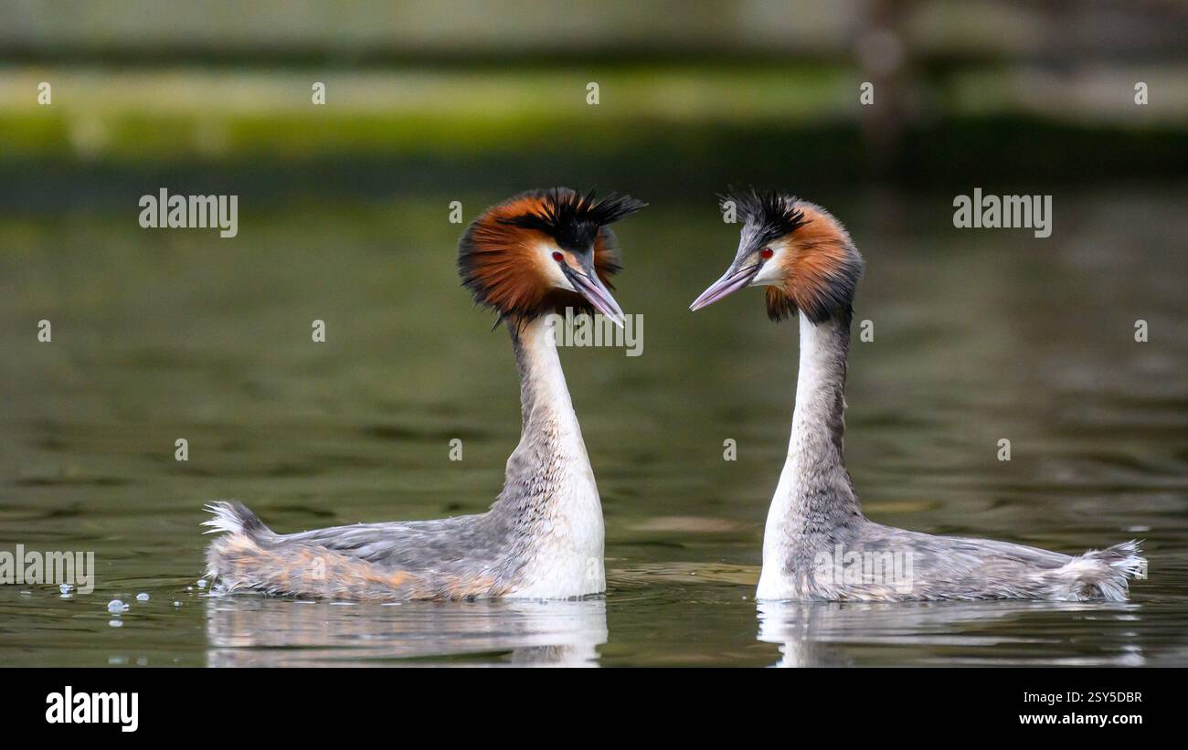 27th February 2025, London, UK. Great Crested Grebes perform their ...