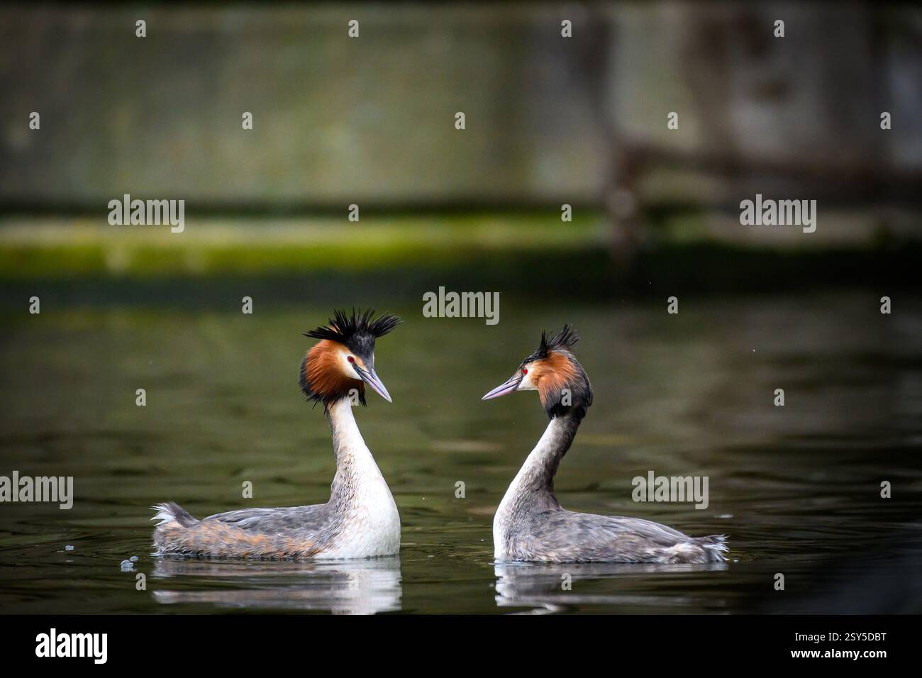 27th February 2025, London, UK. Great Crested Grebes perform their ...