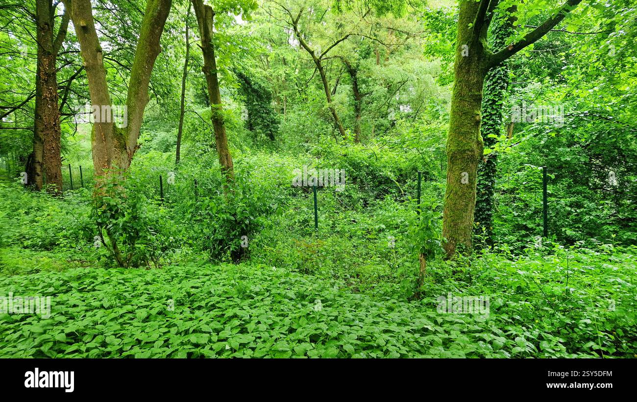 fence in an overgrown forest, Germany Stock Photo - Alamy