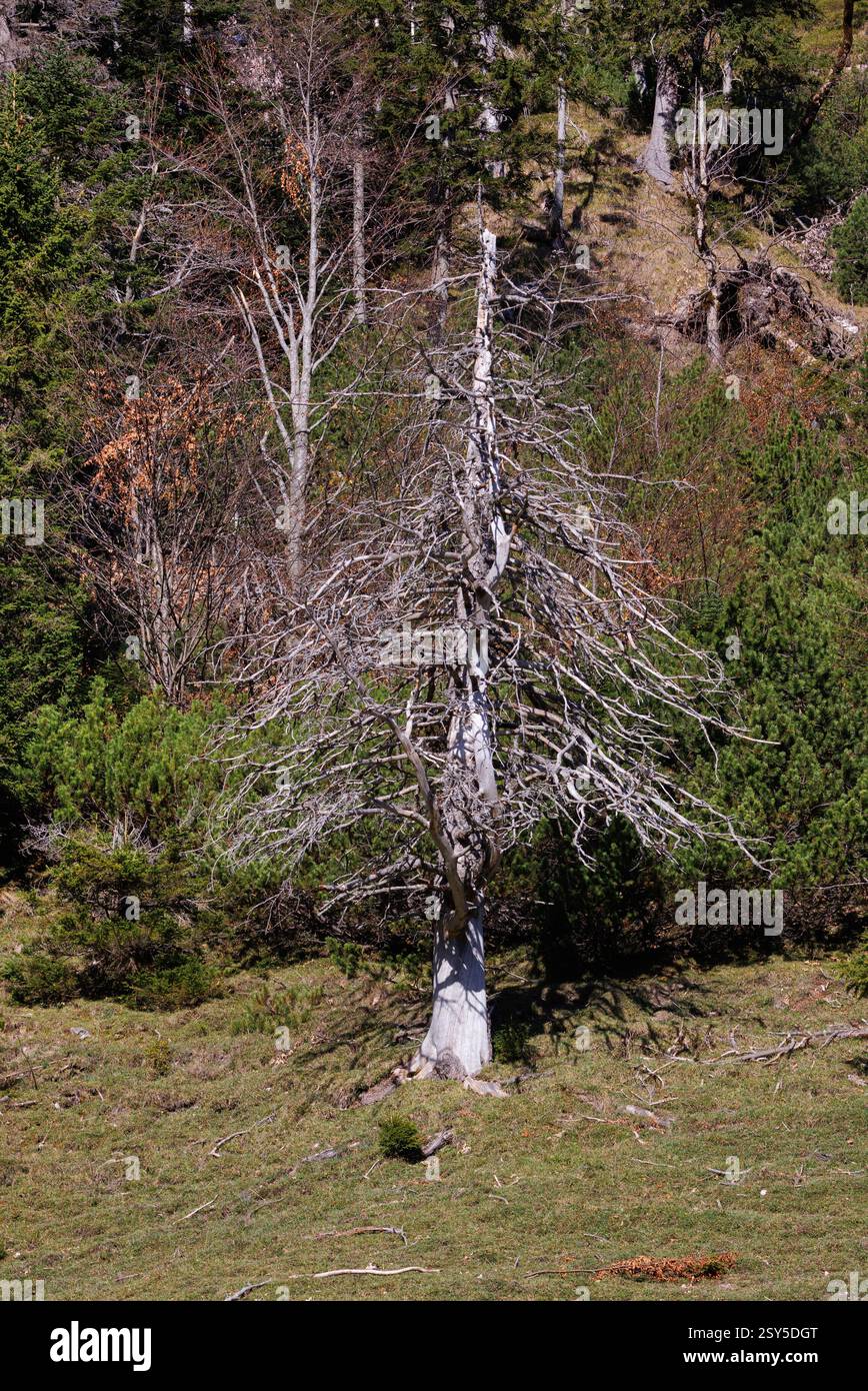 Norway spruce (Picea abies), dead spruce, climate change, Germany, Bavaria, Chiemgau Stock Photo ...