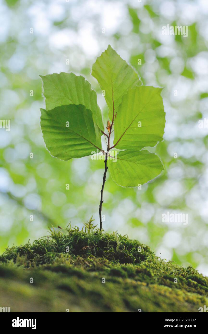 common beech (Fagus sylvatica), young beech seedling growing on a moss ...