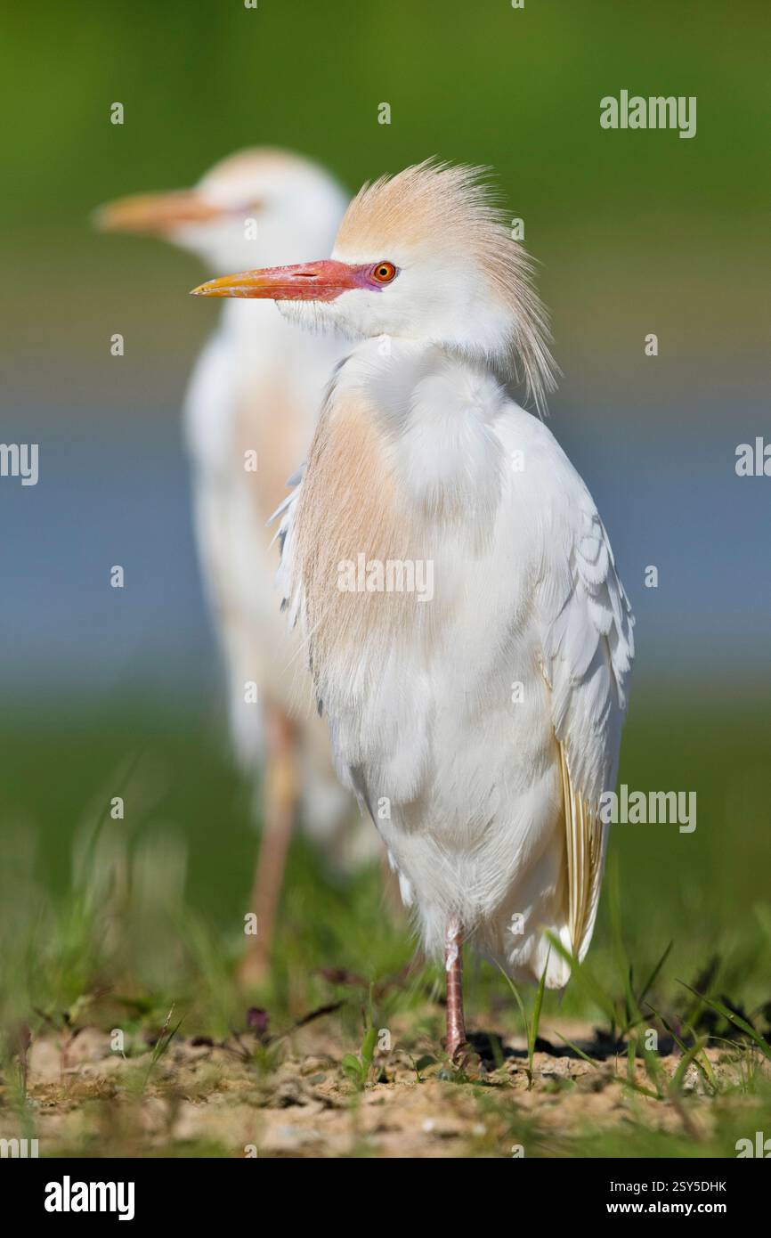 cattle egret, buff-backed heron (Ardeola ibis, Bubulcus ibis), adults ...