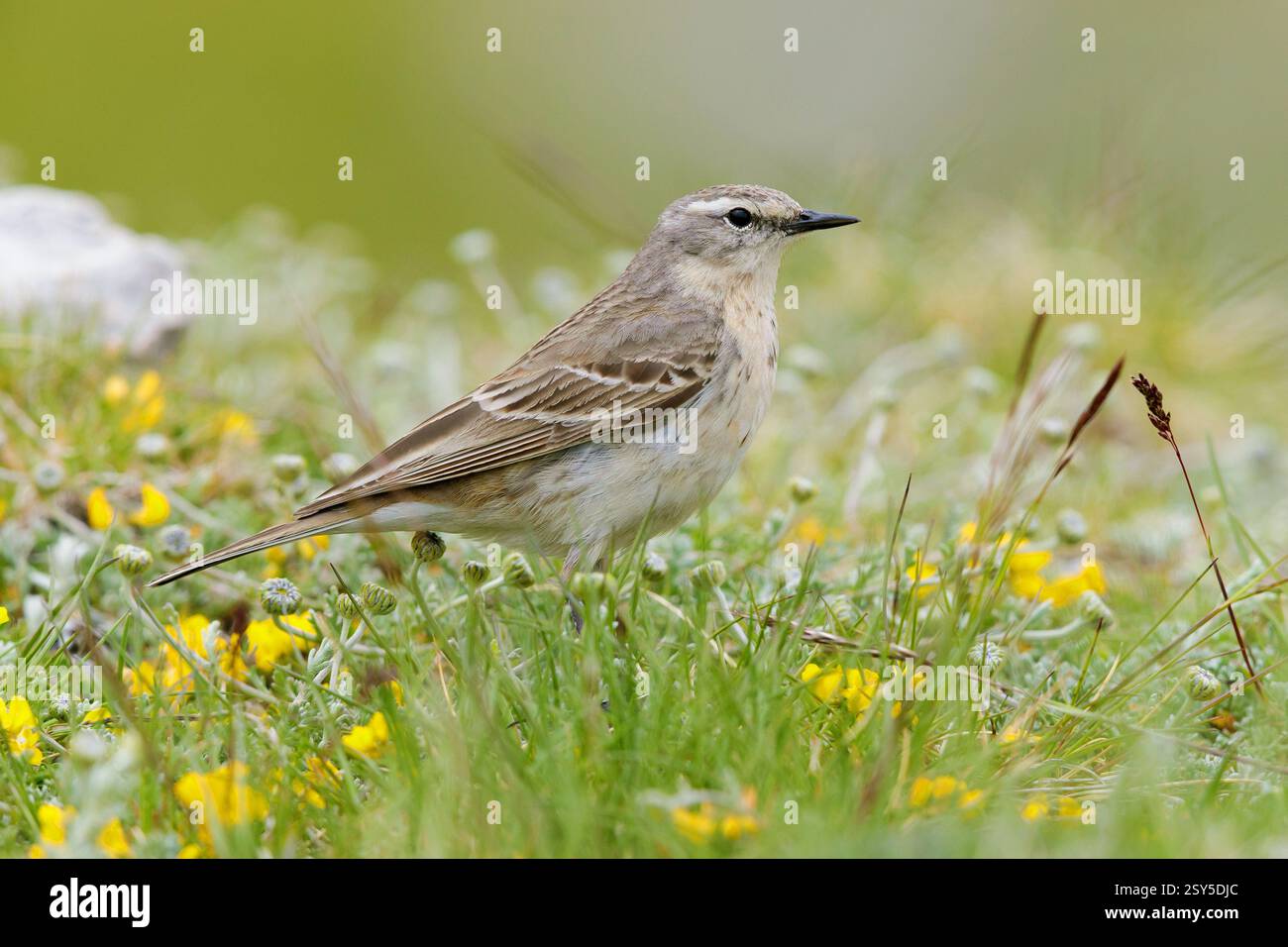 Alpine pipit, Mountain pipit, Rock pipit, Water pipit (Anthus ...