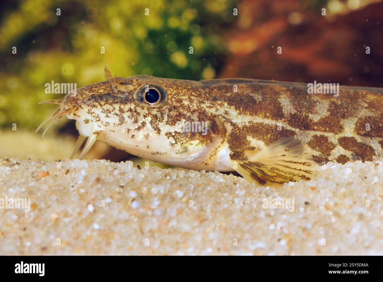 stone loach (Noemacheilus barbulatus, Barbatula barbatula, Nemacheilus ...