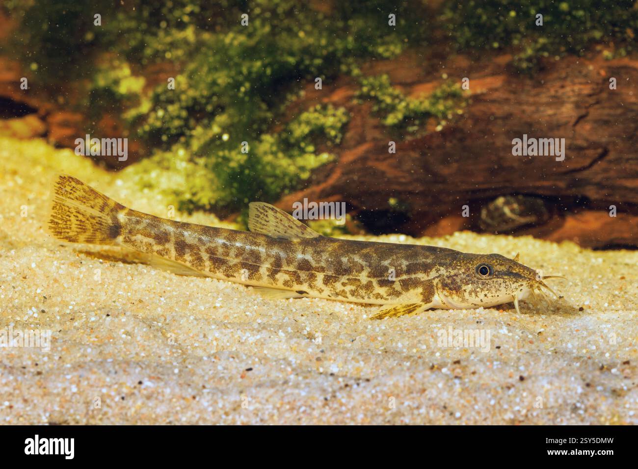 stone loach (Noemacheilus barbulatus, Barbatula barbatula, Nemacheilus ...