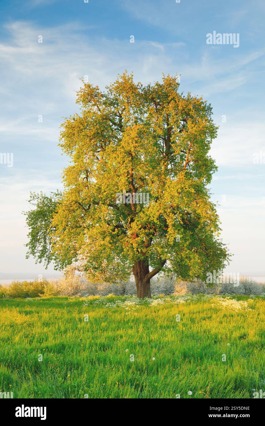 Common pear (Pyrus communis), Free-standing pear trees in a flowering ...