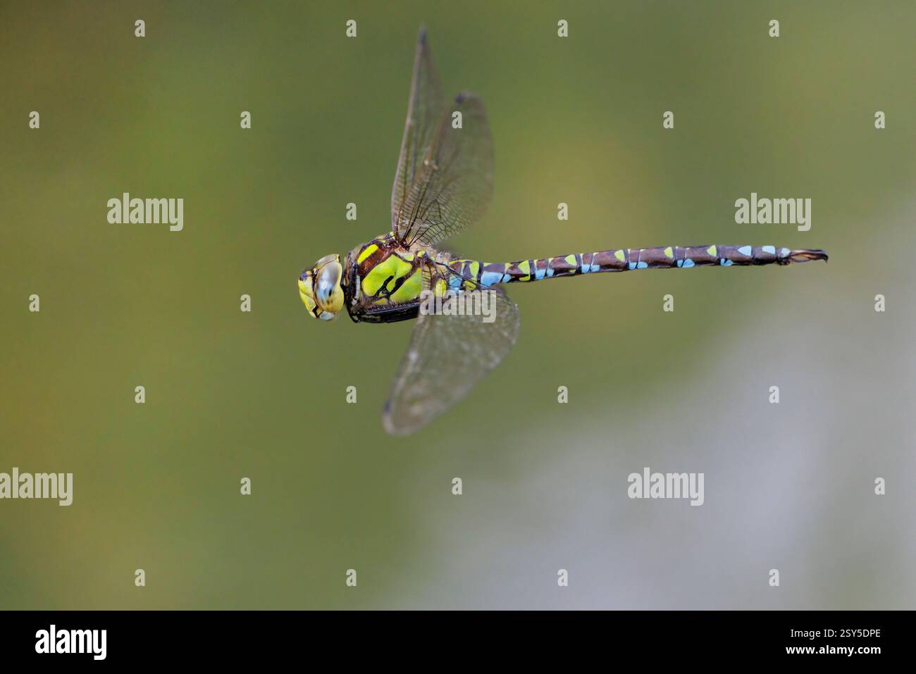 blue-green darner, southern aeshna, southern hawker (Aeshna cyanea ...