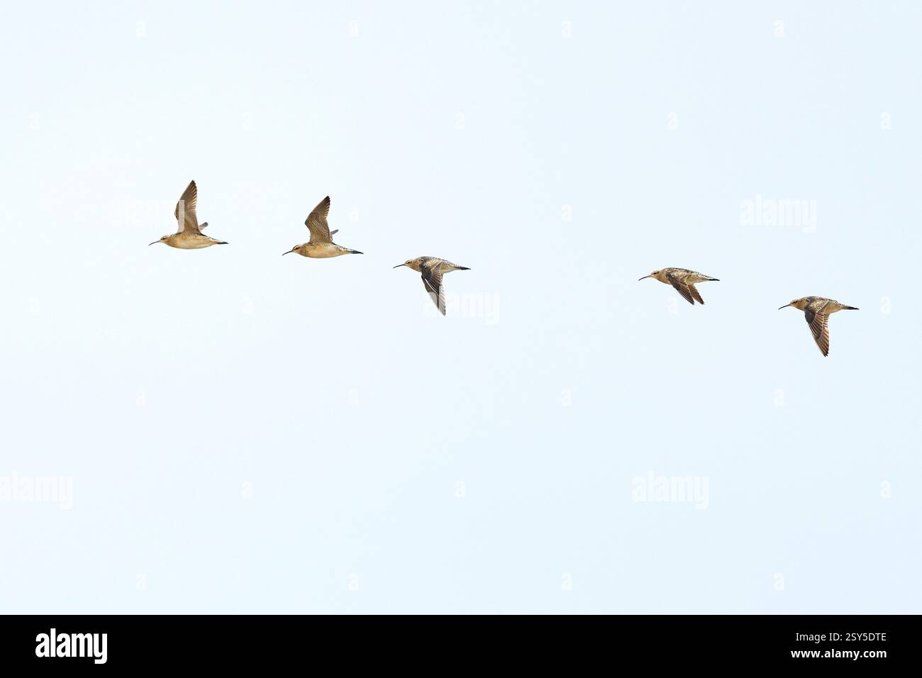 little curlew (Numenius minutus), flying troop, side view, Mongolia ...