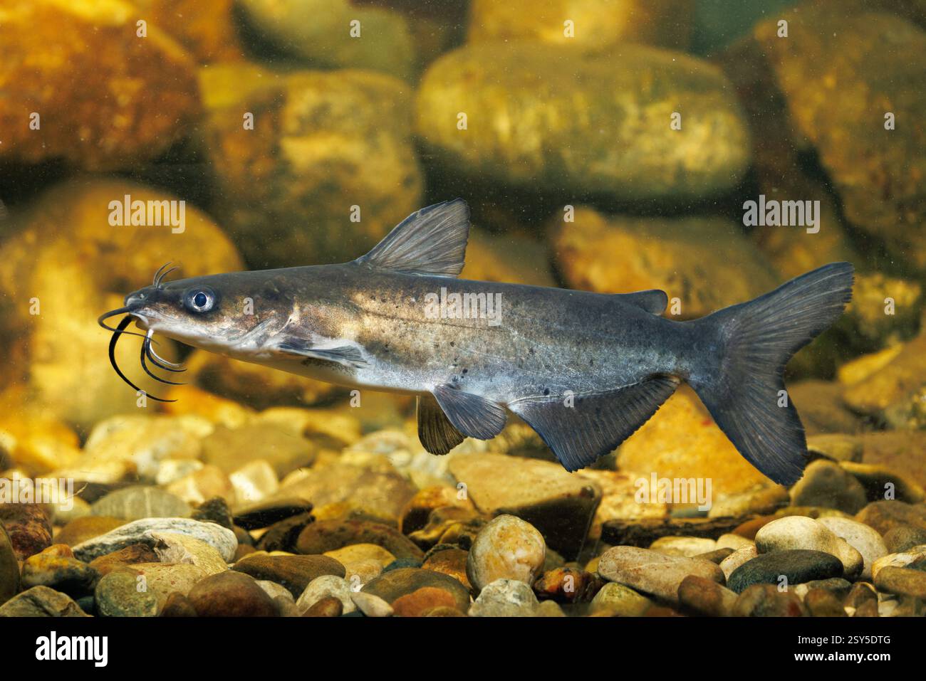 channel catfish (Ictalurus punctatus), swimming, side view, Germany ...