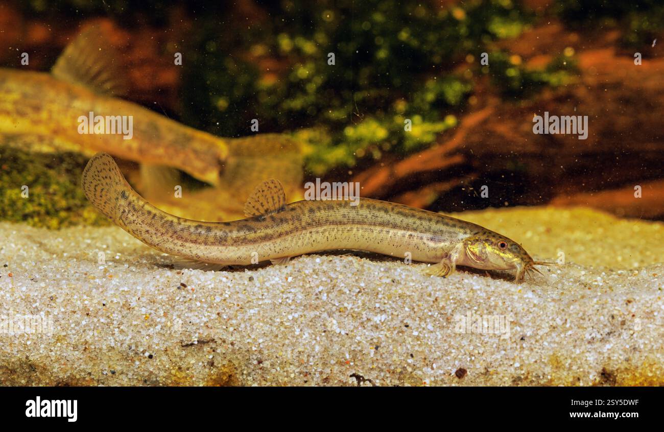 Japanese weatherfish, pond loach, Dojo loach, oriental weatherloach ...