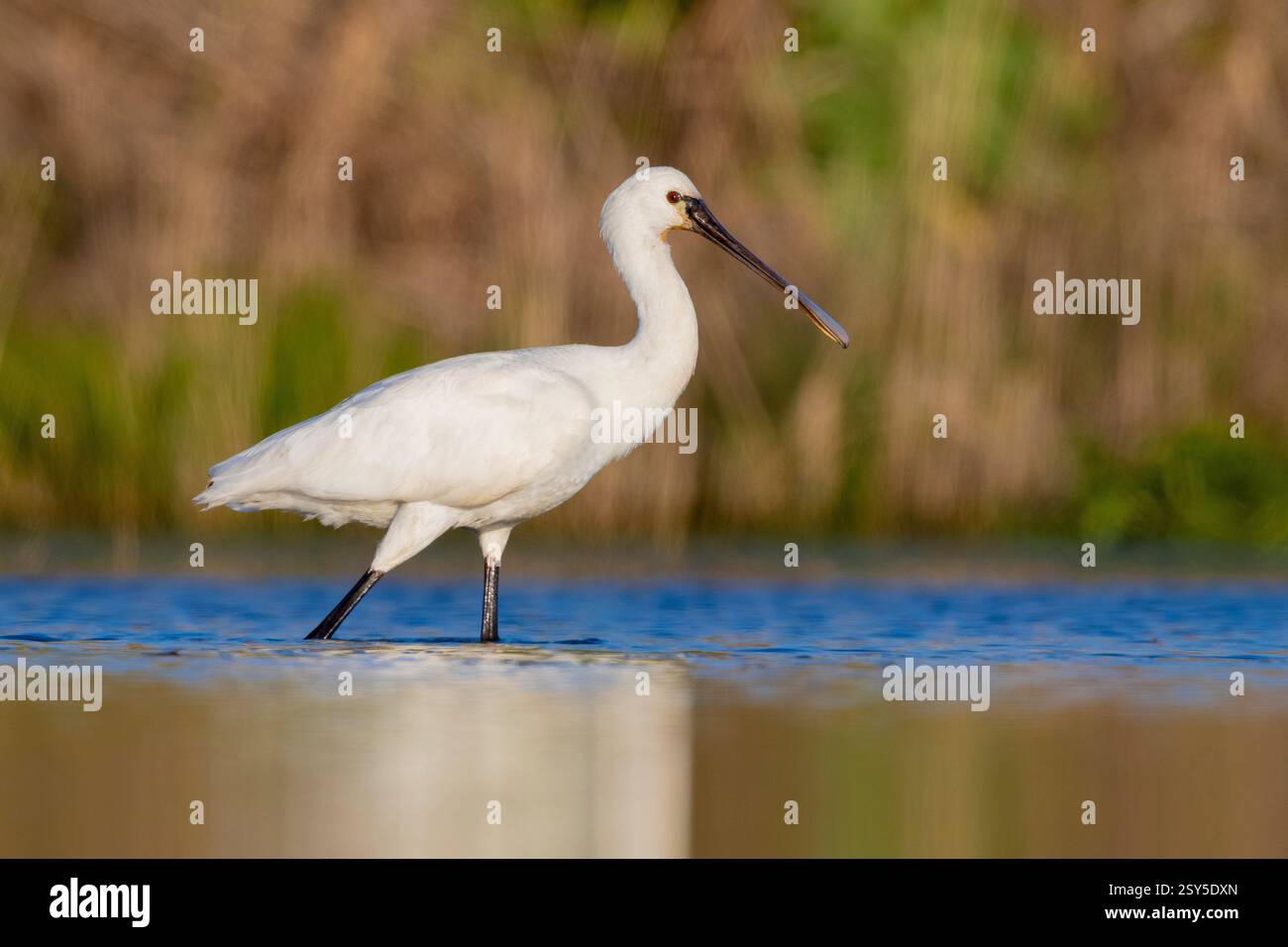 white spoonbill, Eurasian spoonbill, common spoonbill (Platalea ...