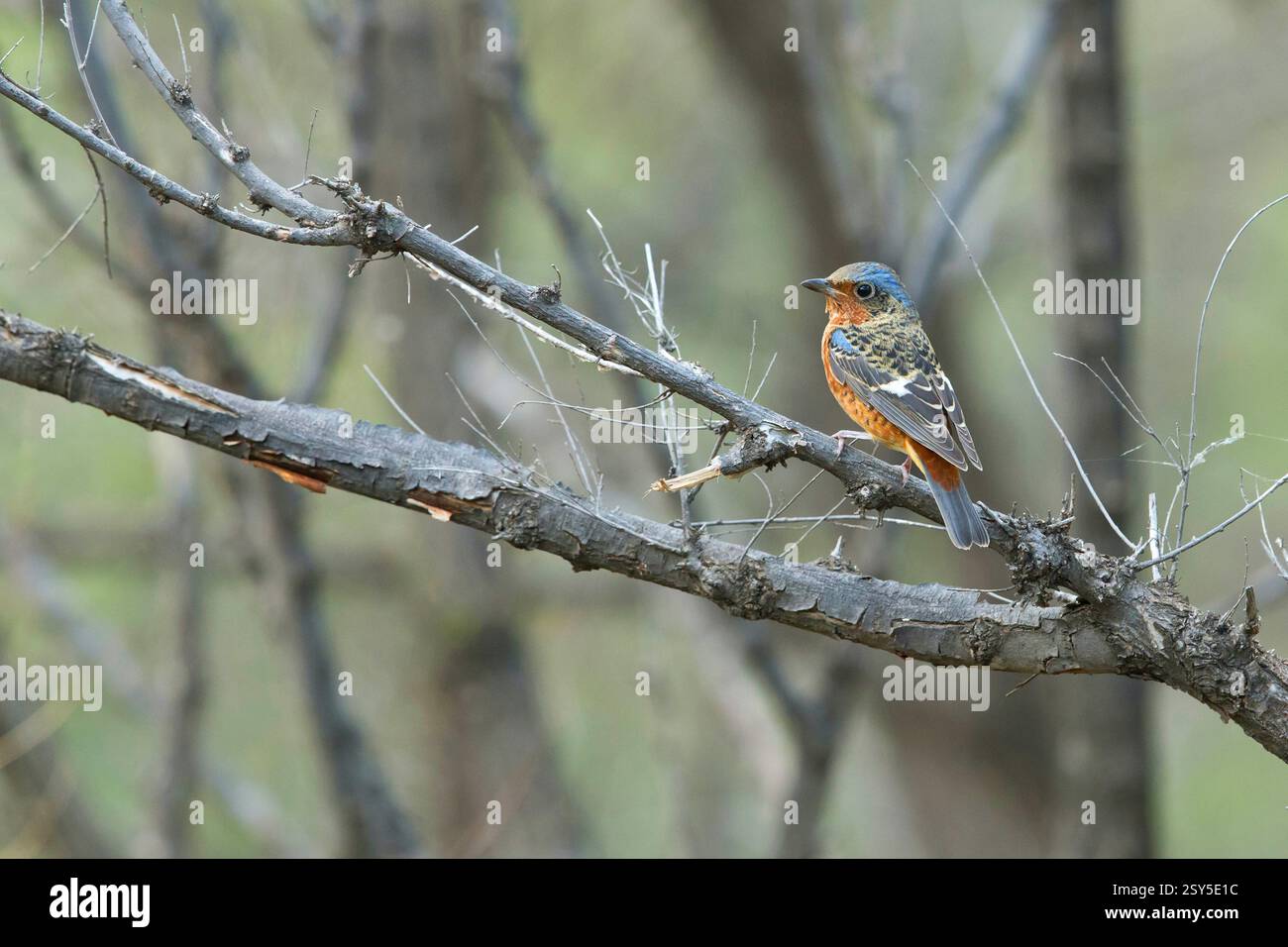 White-throated rock thrush, Blue-headed rock thrush, Swinhoe's Rock ...