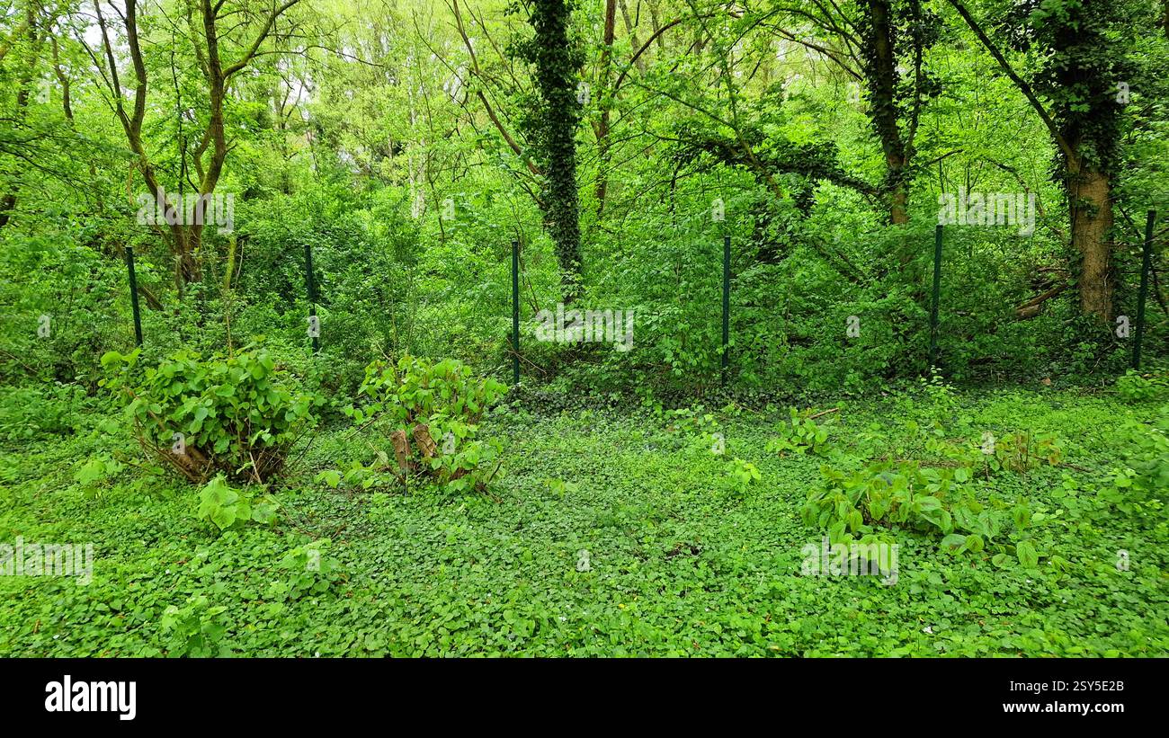 Overgrown forest hi-res stock photography and images - Alamy