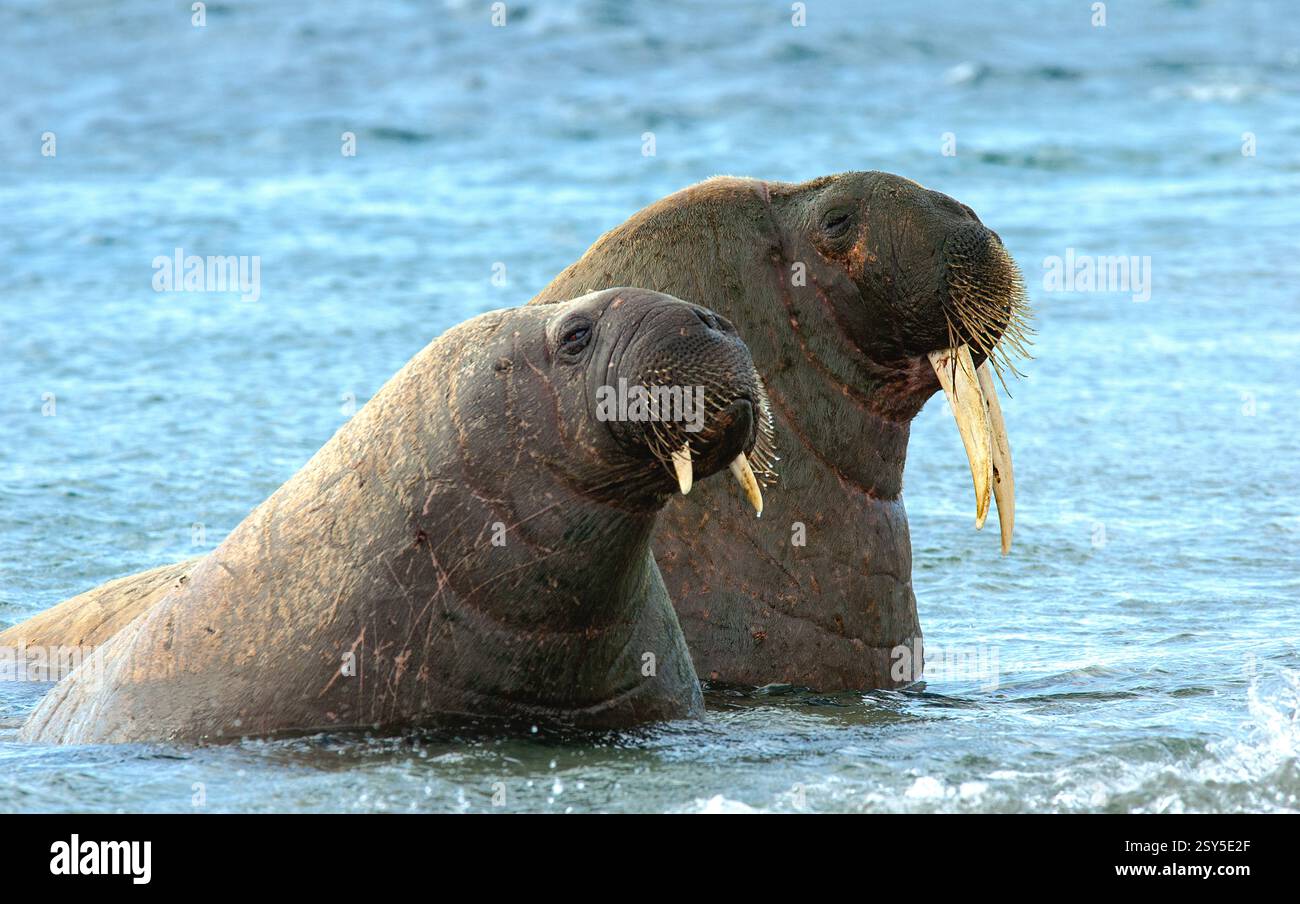 walrus (Odobenus rosmarus), couple in shallow water, portraits, Norway ...