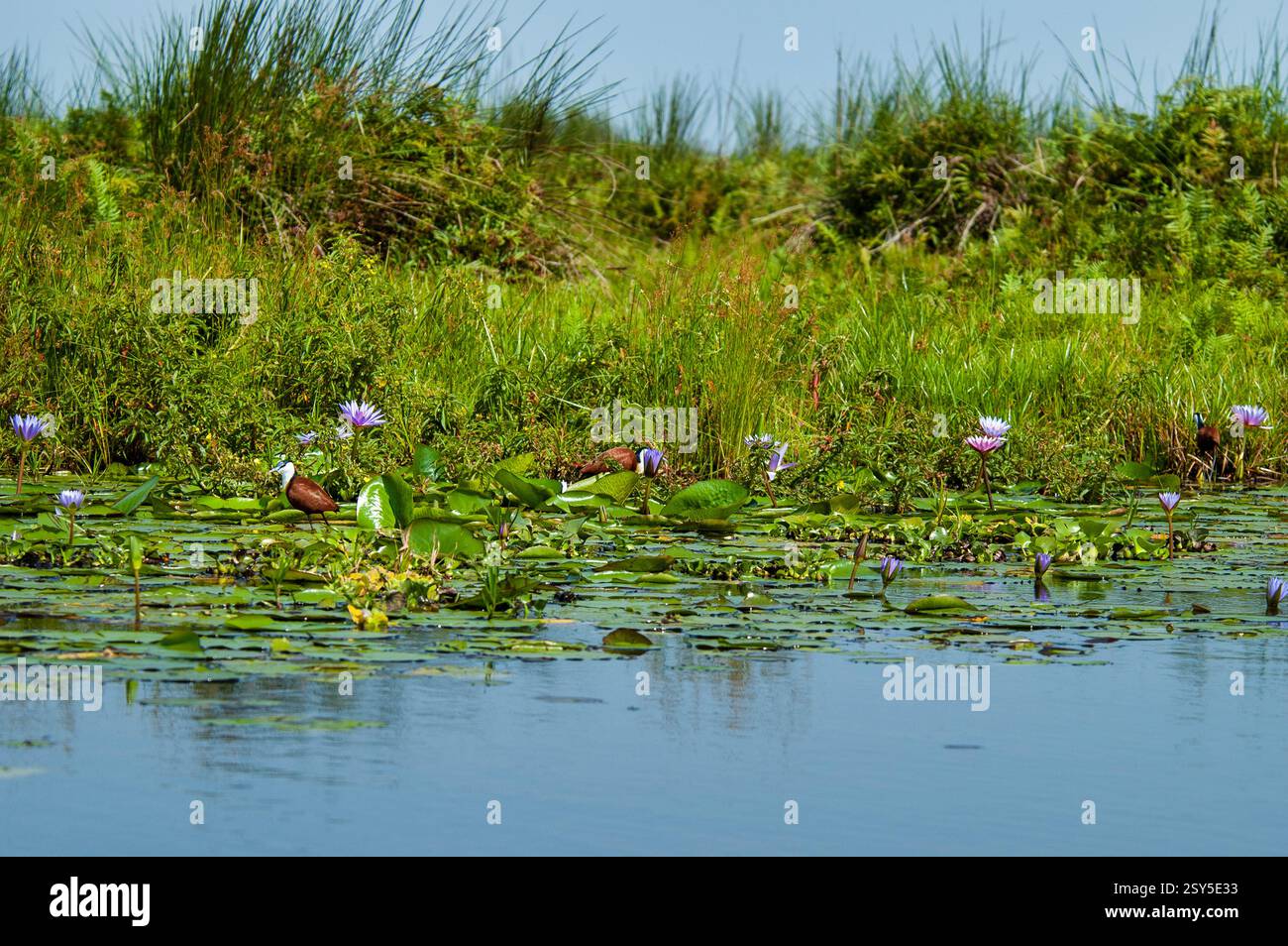 African jacana (Actophilornis africanus), three African jacanas on the ...