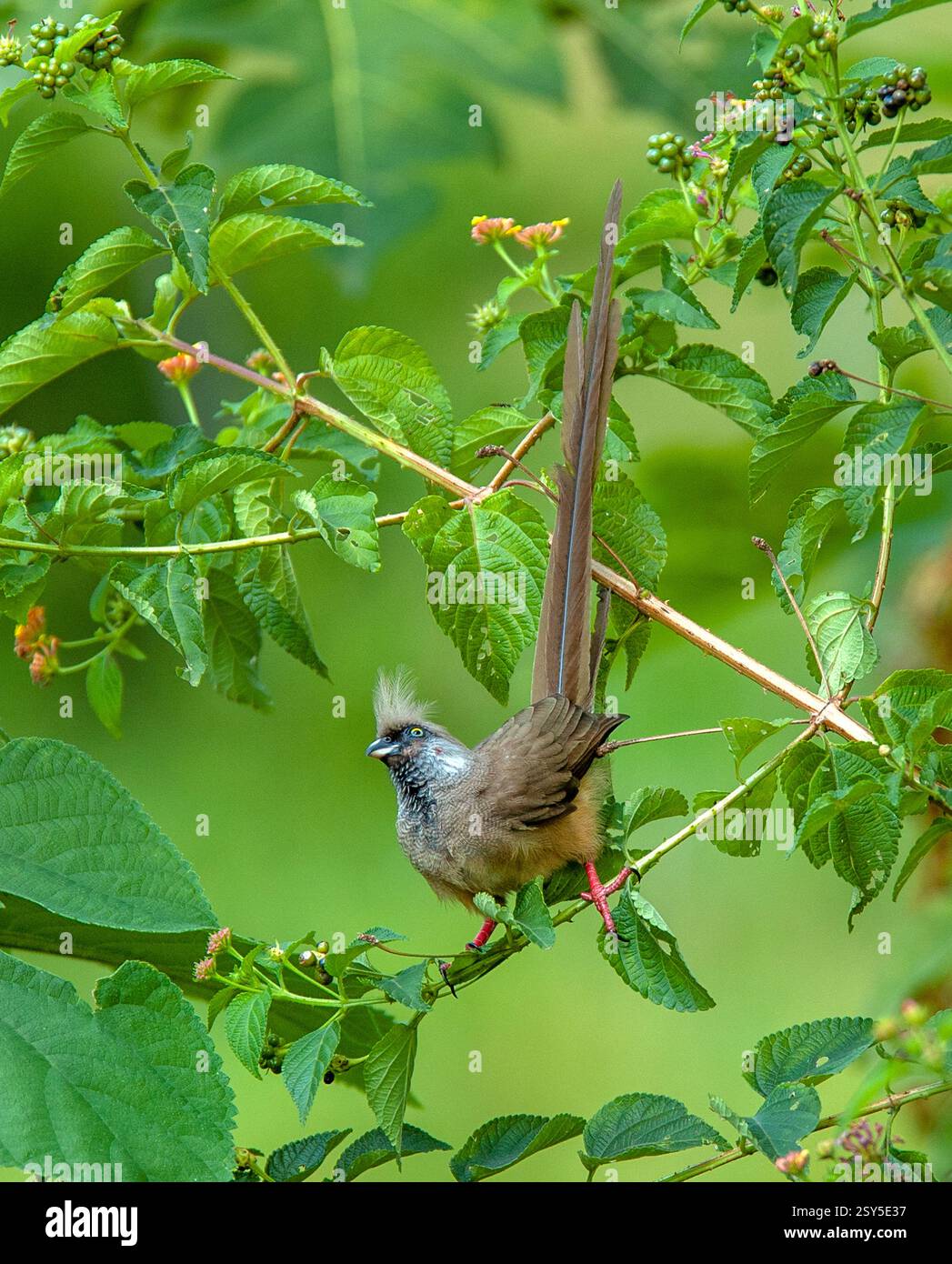 Chestnut backed mousebirds hi-res stock photography and images - Alamy