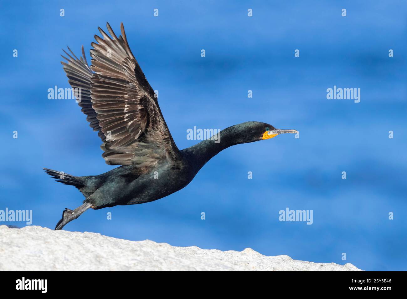 Cape cormorant (Phalacrocorax capensis), side view of an adult at take ...