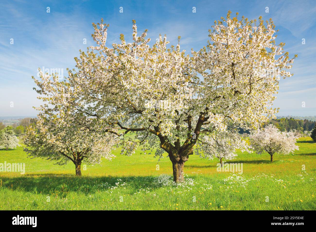 apple tree (Malus domestica), Free-standing apple trees in full bloom ...