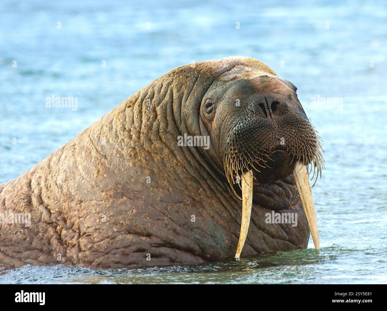 walrus (Odobenus rosmarus), bull in shallow water, portrait , Norway ...