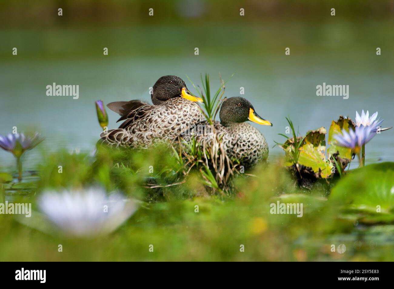 African yellow-bill (Anas undulata), two yellow-billed ducks resting ...