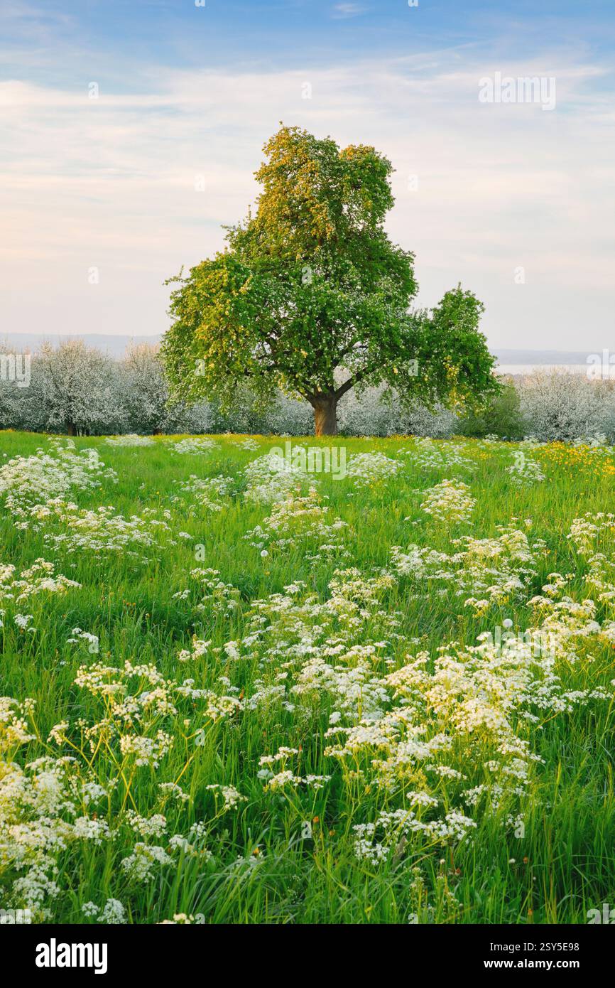 Common pear (Pyrus communis), Free-standing pear trees in a flowering ...